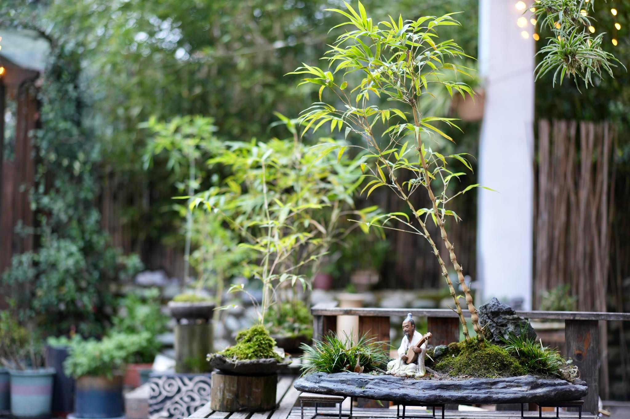 April - Bonsai Book of Days